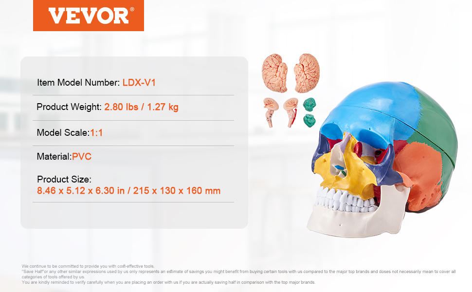 VEVOR Human Skull Model, 8 Parts Brain & 3 Parts Skull, Life-Size ...
