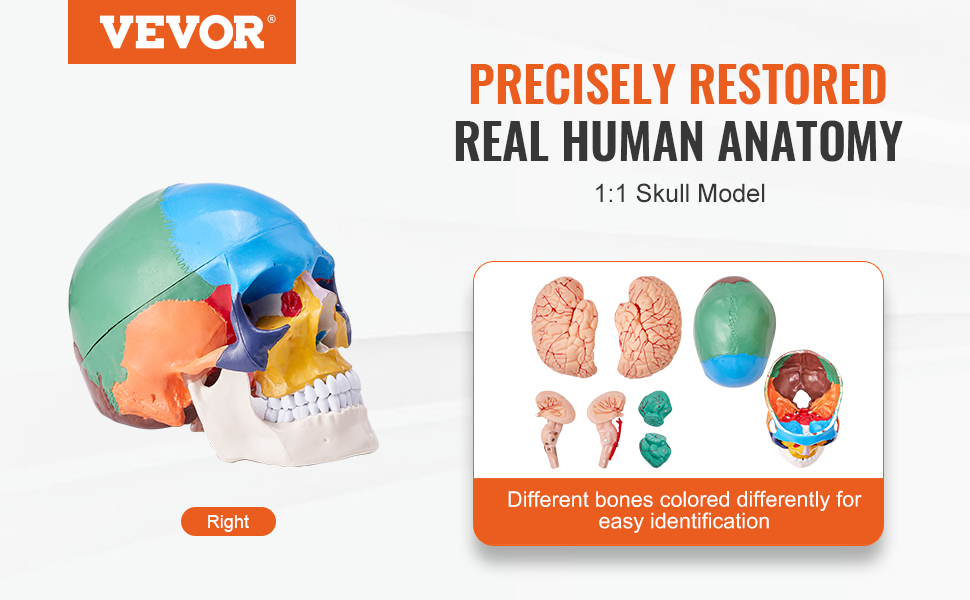 VEVOR Human Skull Model, 8 Parts Brain & 3 Parts Skull, Life-Size ...