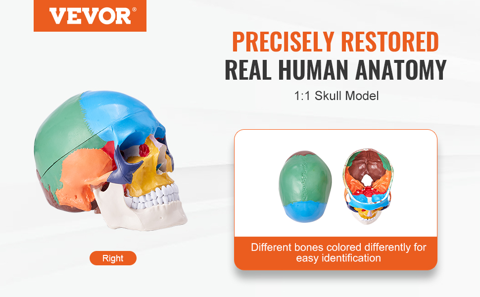 VEVOR Human Skull Model, 3 Parts Human Skull Anatomy, Life-Size Painted ...