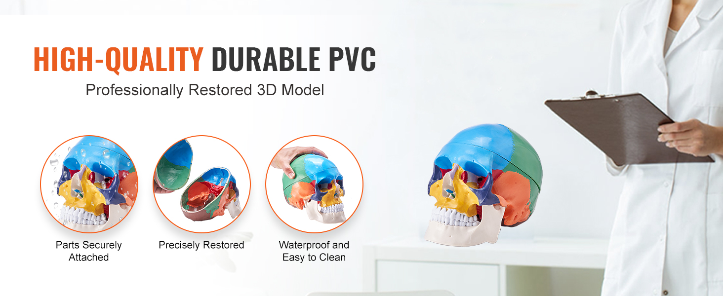 VEVOR Human Skull Model, 3 Parts Human Skull Anatomy, Life-Size Painted ...