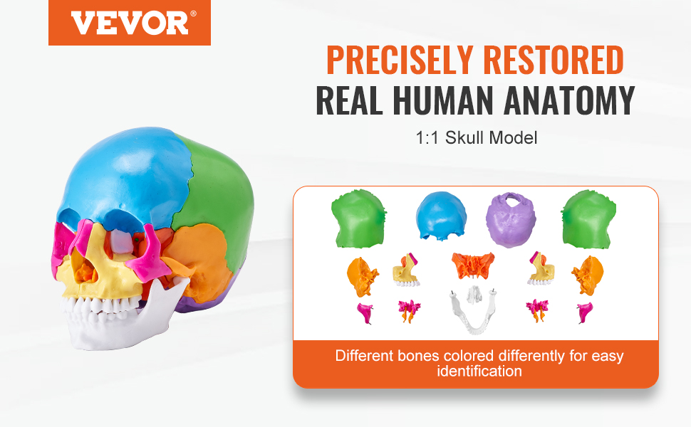 VEVOR Human Skull Model, 22 Parts Human Skull Anatomy, Life-Size ...
