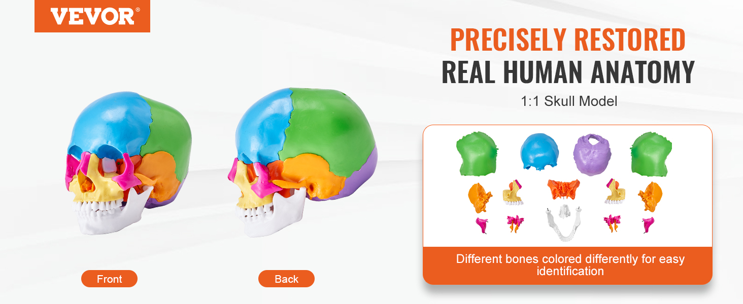 VEVOR Human Skull Model, 22 Parts Human Skull Anatomy, Life-Size ...