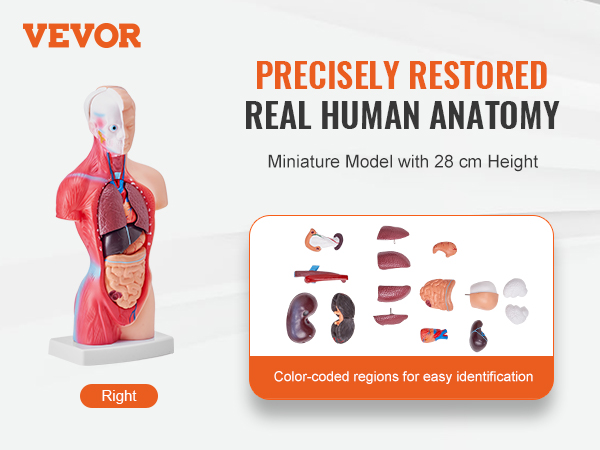 VEVOR Human Body Model, 15 Parts 11 inch, Human Torso Anatomy Model ...