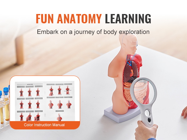 VEVOR Human Body Model, 15 Parts 11 inch, Human Torso Anatomy Model ...