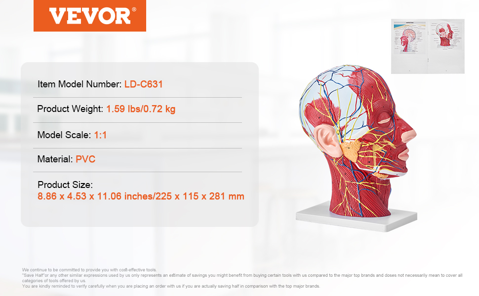 VEVOR Human Half Head Superficial Neurovascular Model with Musculature ...