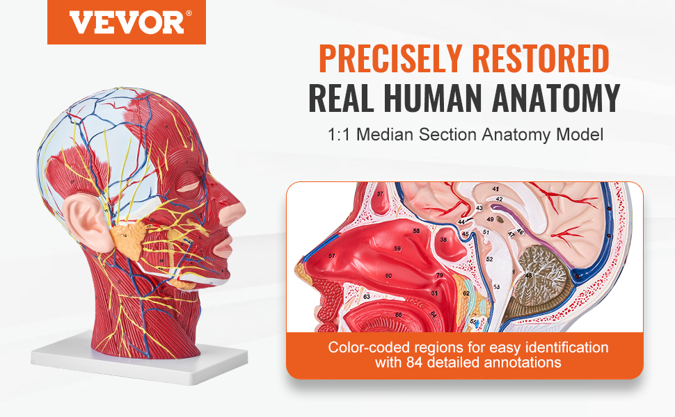 VEVOR Human Half Head Superficial Neurovascular Model with Musculature ...