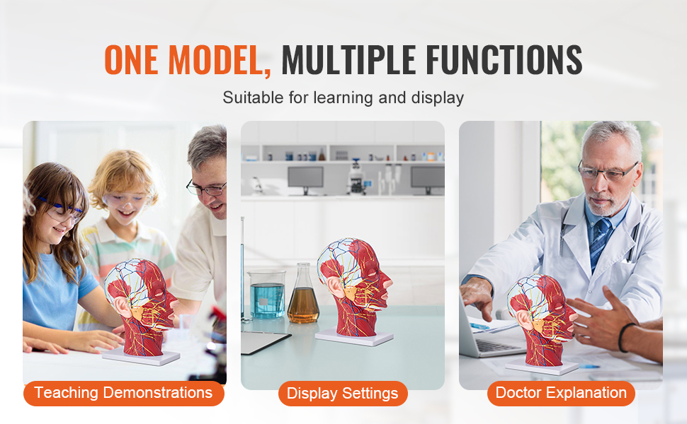 VEVOR Human Half Head Superficial Neurovascular Model with Musculature ...