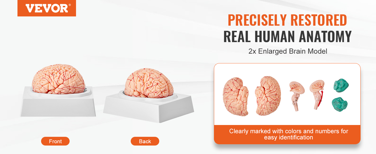 VEVOR Human Brain Model Anatomy Teaching Brain Model 9-Part Labeled ...