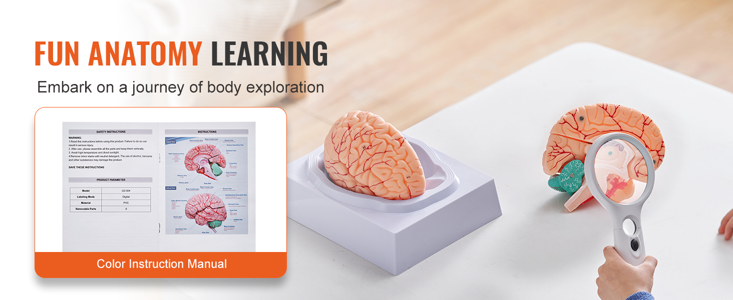 VEVOR Human Brain Model Anatomy Teaching Brain Model 9-Part Labeled ...