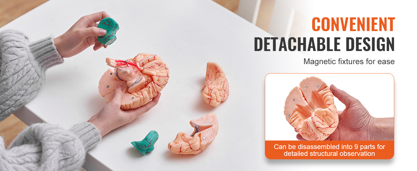 VEVOR Human Brain Model Anatomy Teaching Brain Model 9-Part Labeled ...