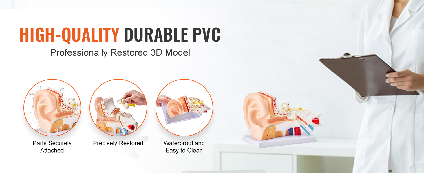 VEVOR Human Ear Anatomy Model, 3 Parts 5 Times Enlarged Human Ear Model Displaying Outer, Middle ...