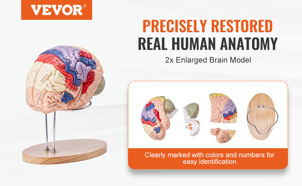 VEVOR Human Brain Model Anatomy, 2X Life-Size 4-Part Human Brain ...