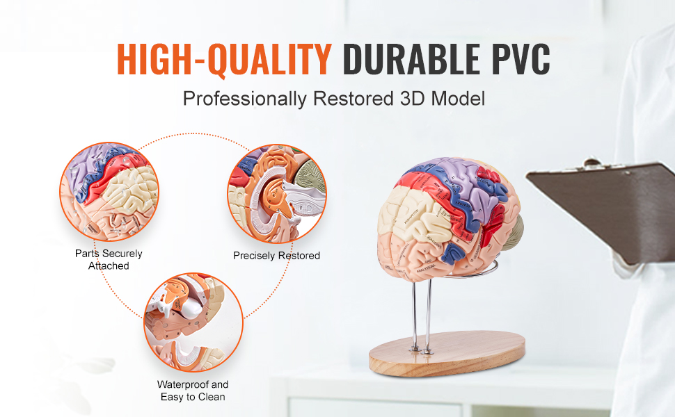 VEVOR Human Brain Model Anatomy, 2X Life-Size 4-Part Human Brain ...