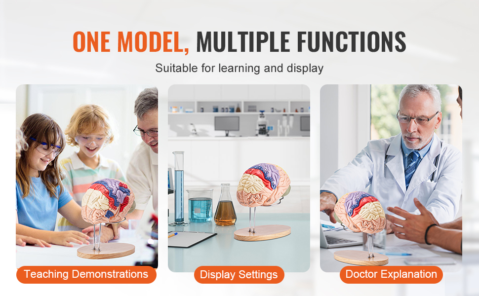 VEVOR Human Brain Model Anatomy, 2X Life-Size 4-Part Human Brain ...