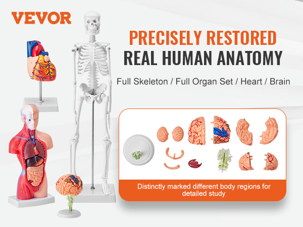 VEVOR Human Anatomy Models Bundle Set, Brain, Human Torso Body, Heart ...