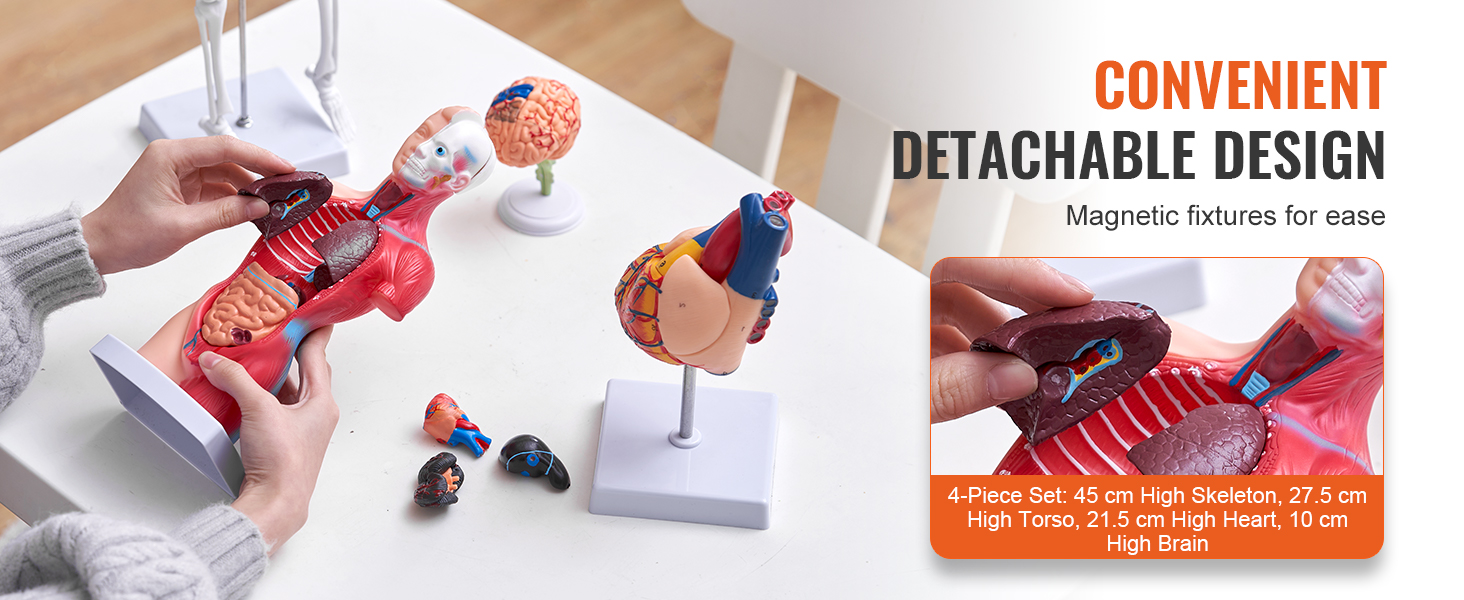 VEVOR Human Anatomy Models Bundle Set, Brain, Human Torso Body, Heart ... VEVOR Human Anatomy Models Bundle Set, Brain, Human Torso Body, Heart ...