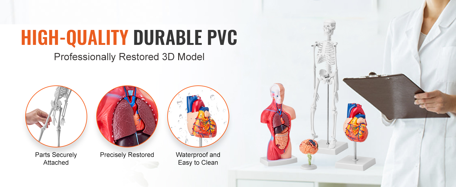 VEVOR Human Anatomy Models Bundle Set, Brain, Human Torso Body, Heart ... VEVOR Human Anatomy Models Bundle Set, Brain, Human Torso Body, Heart ...