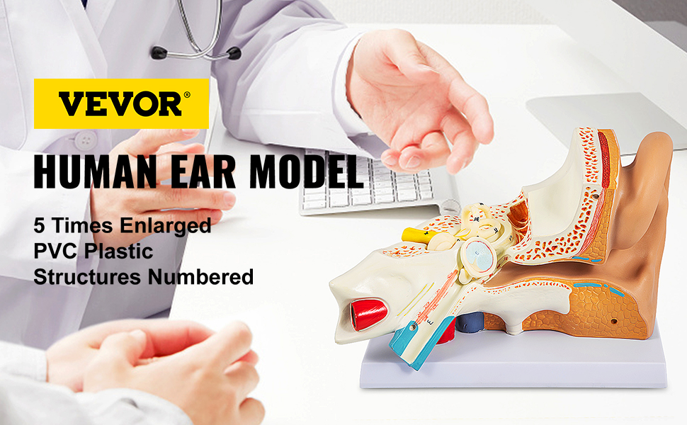 VEVOR Human Ear Anatomy Model, 5 Times Enlarged Human Ear Model, PVC ...
