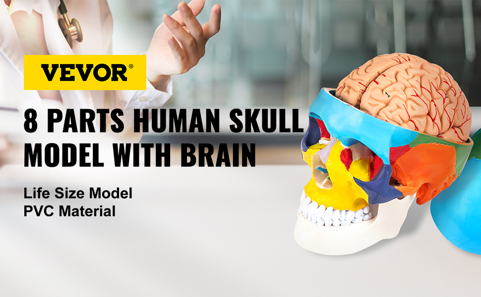 VEVOR Human Skull Model, 8 Parts Brain Human Skull Anatomy, Life-Size ...