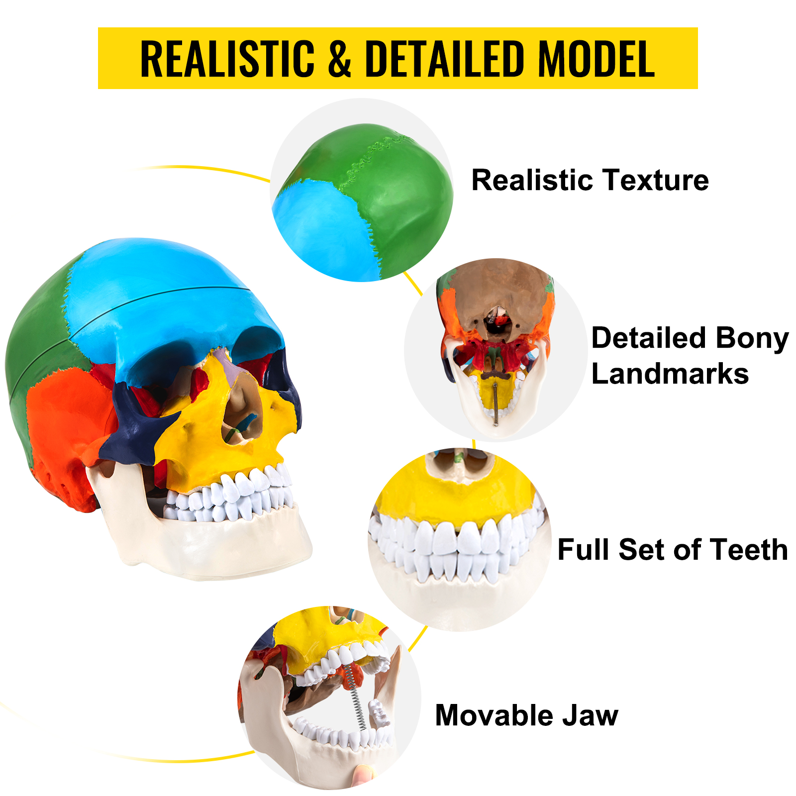 VEVOR Human Skull Model, 8 Parts Brain Human Skull Anatomy, Life-Size ...