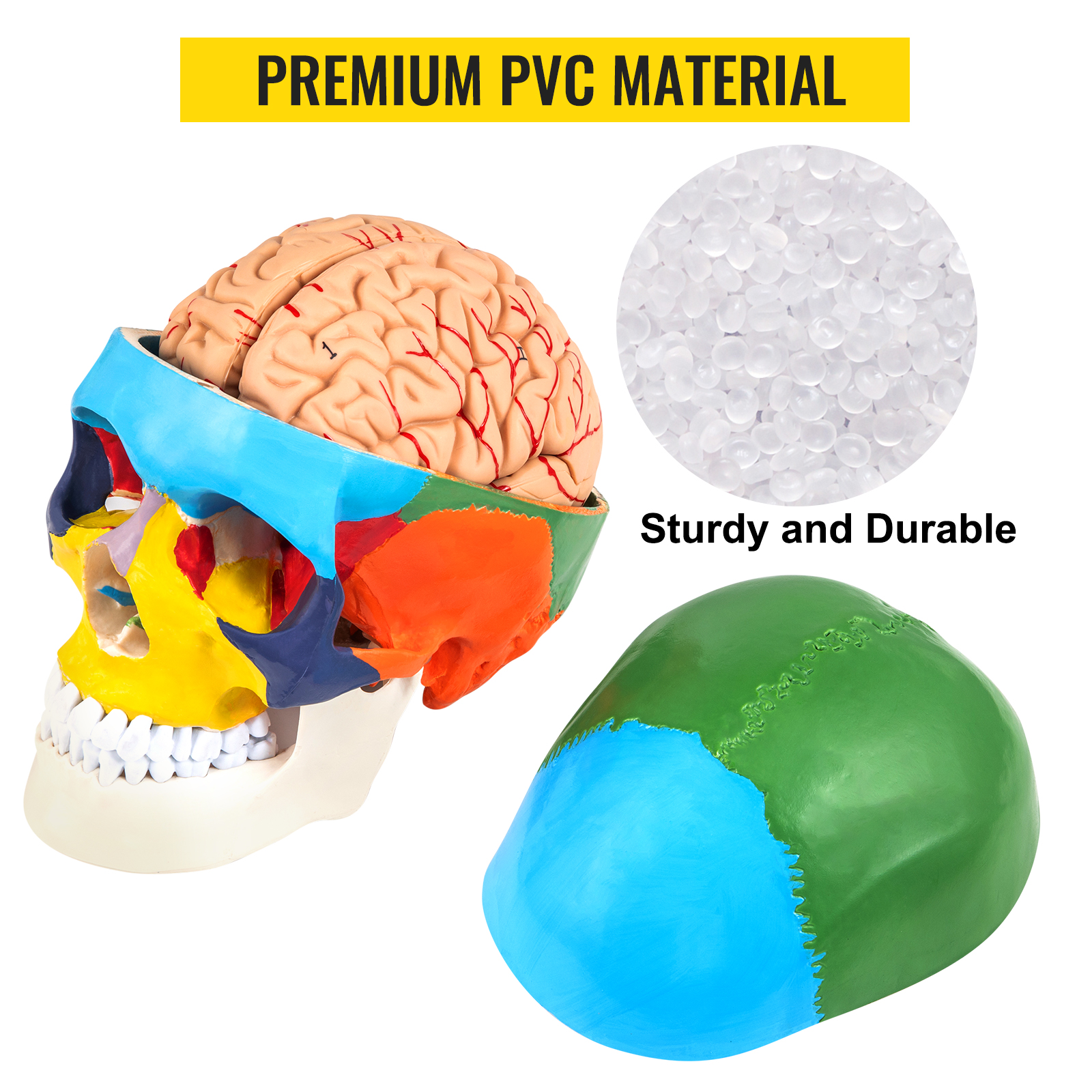 VEVOR Human Skull Model, 8 Parts Brain Human Skull Anatomy, Life-Size ...