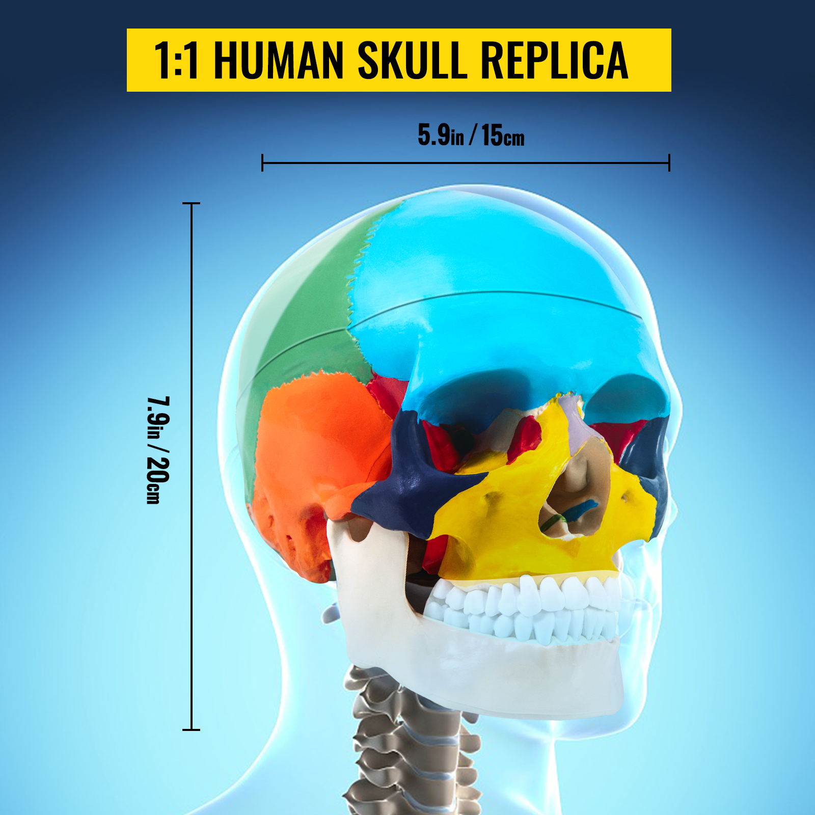 VEVOR Human Skull Model, 8 Parts Brain Human Skull Anatomy, Life-Size ...