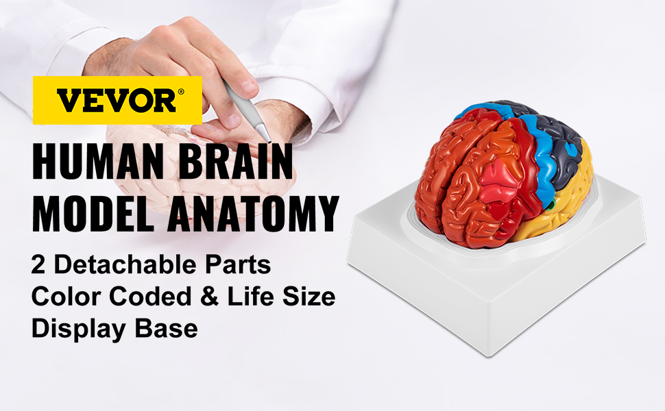 VEVOR Human Brain Model Anatomy 2-Part Model of Brain Color-Coded Life ...