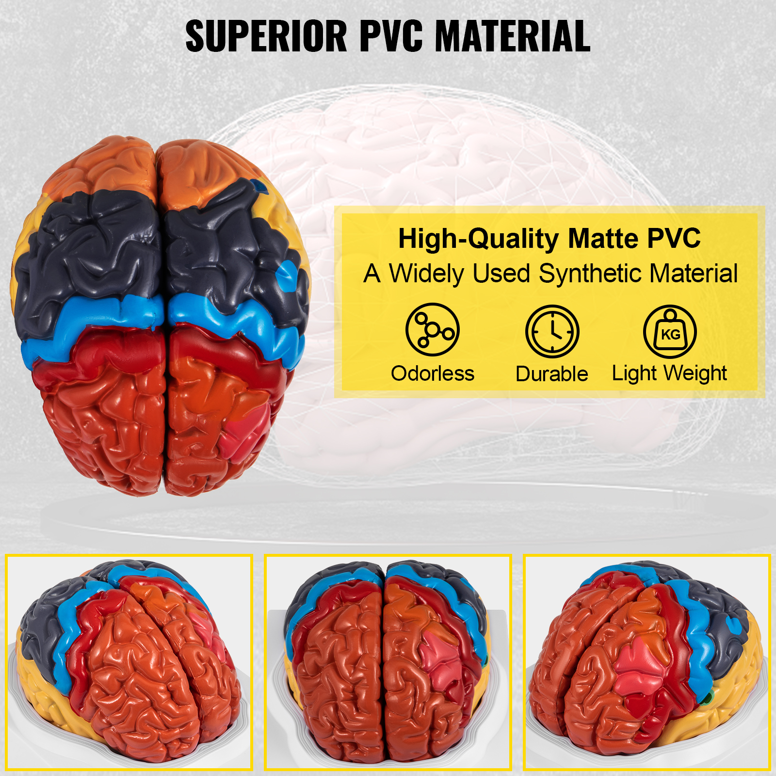 VEVOR Human Brain Model Anatomy 2-Part Model of Brain Color-Coded Life ...